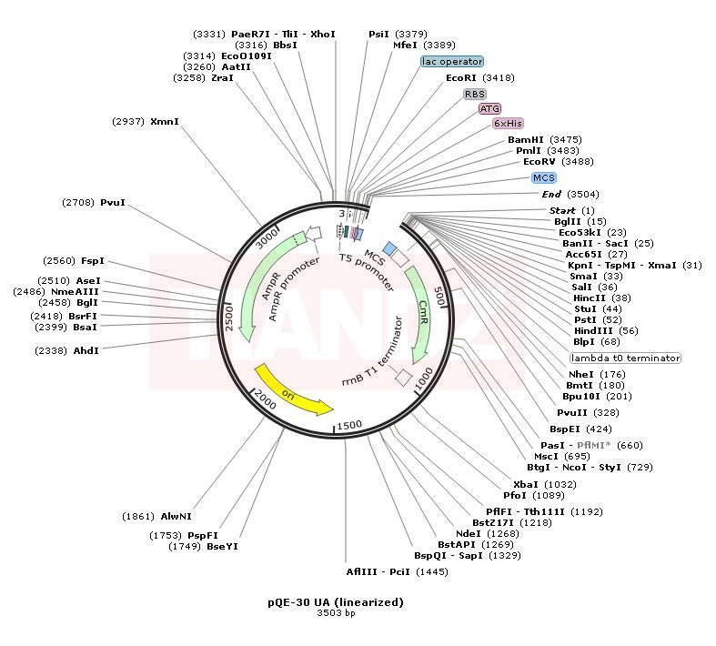 pQE-30 UA (linearized)(pQE30UA(linearized))价格,详情介绍-960化工网 – 960化工网