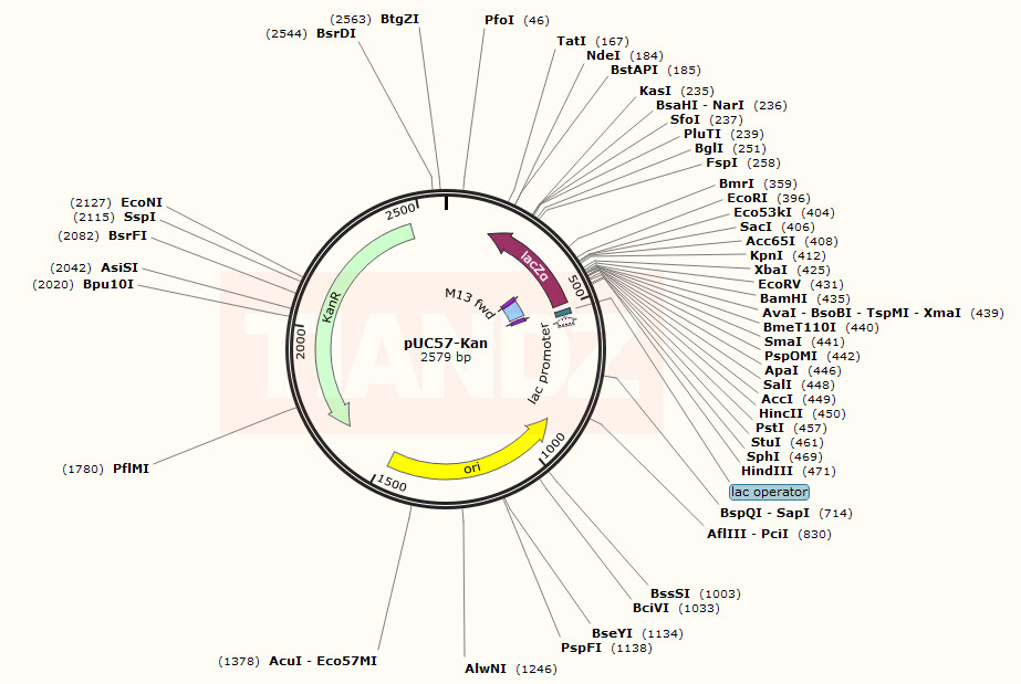 pUC57-Kan(pUC57Kan) – 天恩泽