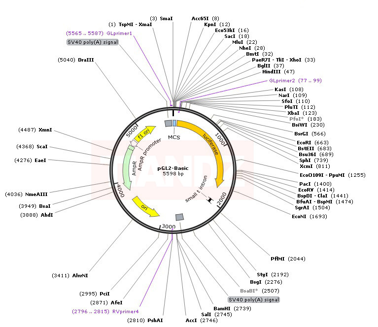 pGL2-Basic价格,详情介绍-960化工网 – 960化工网