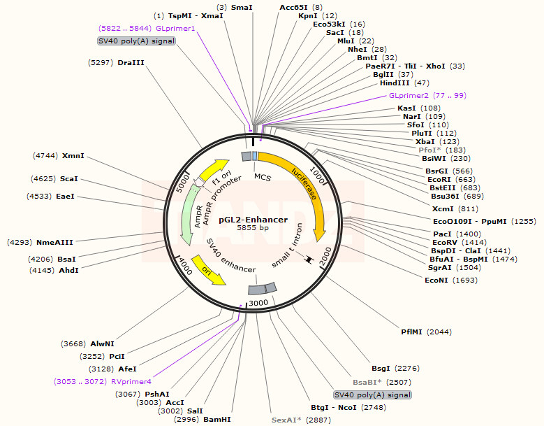 pGL2-Enhancer价格,详情介绍-960化工网 – 960化工网