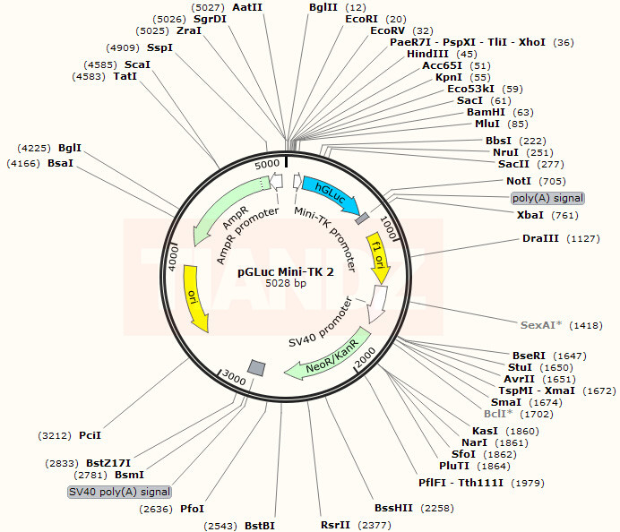 pGLuc Mini-TK 2价格,详情介绍-960化工网 – 960化工网