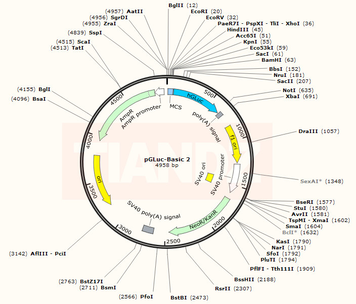 pGLuc-Basic 2(pGLucBasic2)价格,详情介绍-960化工网 – 960化工网