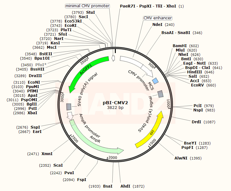 pBI-CMV2(pBICMV2) – 天恩泽