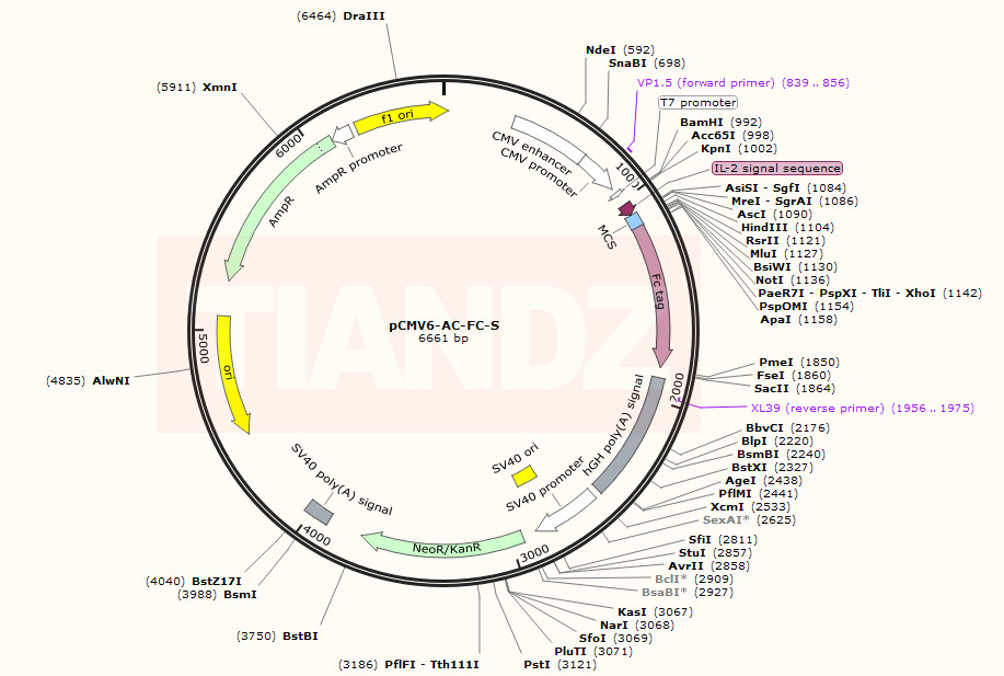 pCMV6-AC-FC-S价格,详情介绍-960化工网 – 960化工网