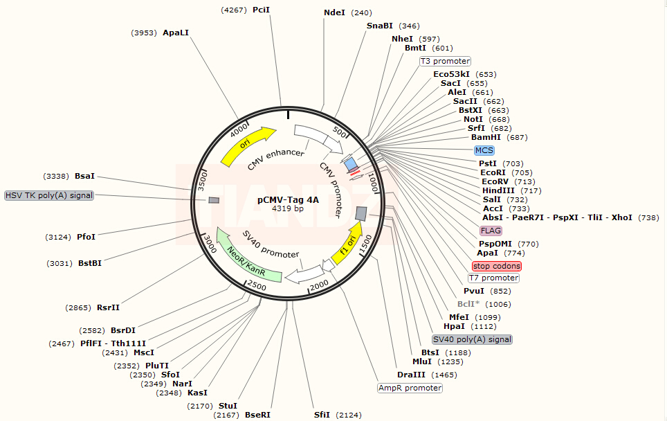 pCMV-Tag 4A(pCMVTag4A) – 天恩泽