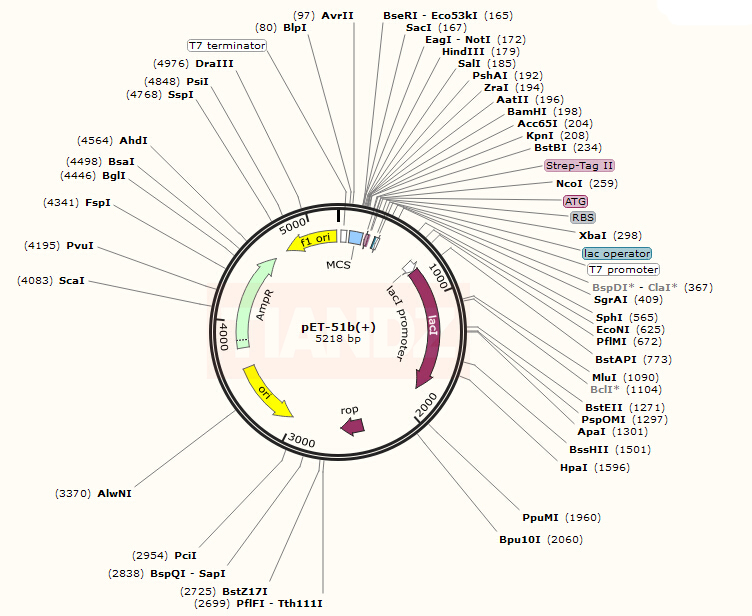 pET-51b(+) Ek/LIC(pET51bEkLIC)价格,详情介绍-960化工网 – 960化工网