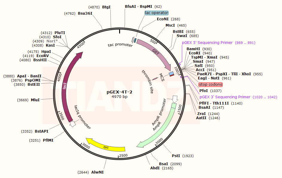 pGEX-4T-2价格,详情介绍-960化工网 – 960化工网