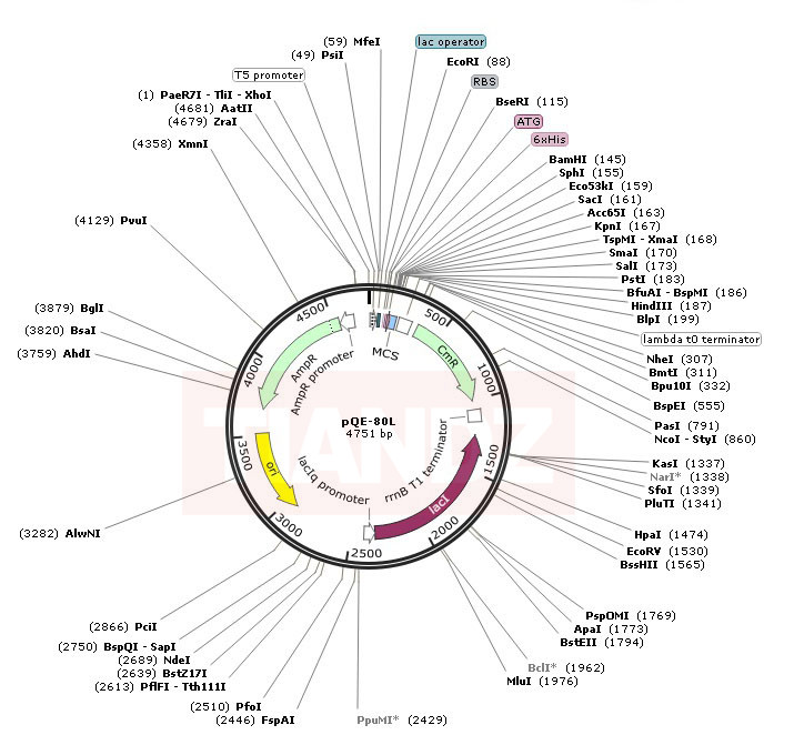 pQE-80L – 天恩泽