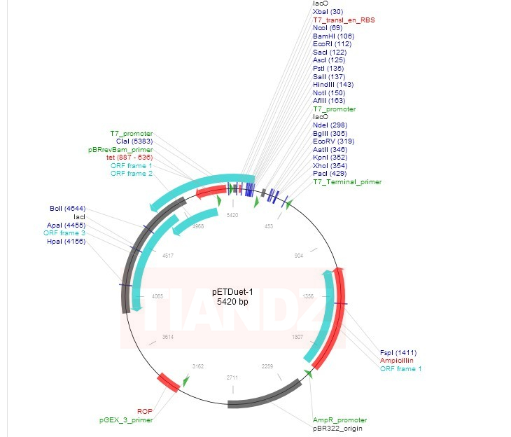 pETDuet-1价格,详情介绍-960化工网 – 960化工网