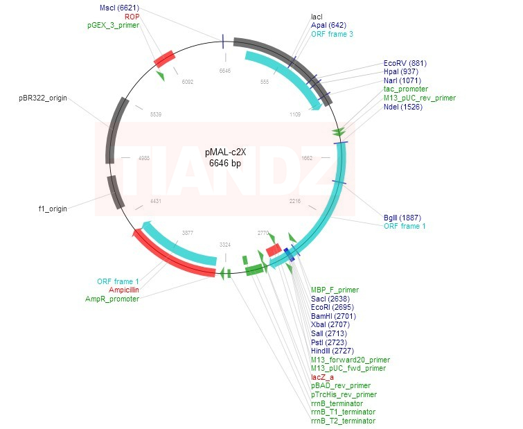 pMAL-c2X – 天恩泽
