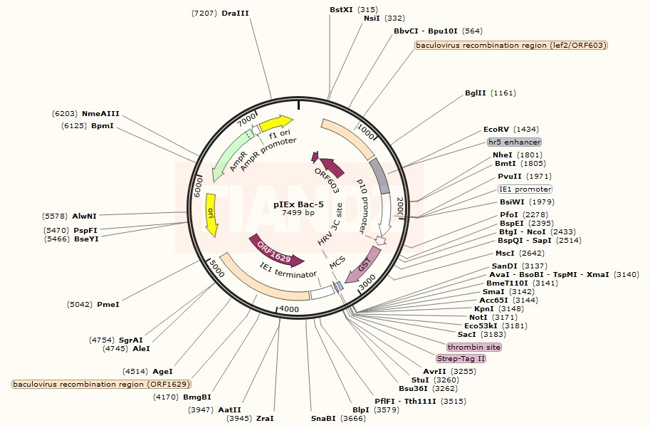 pIEx/Bac-5价格,详情介绍-960化工网 – 960化工网