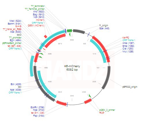 H6-mCherry(H6mCherry)价格,详情介绍-960化工网 – 960化工网