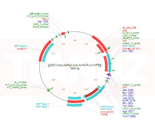 pMSCV-loxp-dsRed-loxp-3xHA-Puro-WPRE(pMSCVloxpdsRedloxp3xHAPuroWPRE)价格,详情介绍-960化工网 – 960化工网