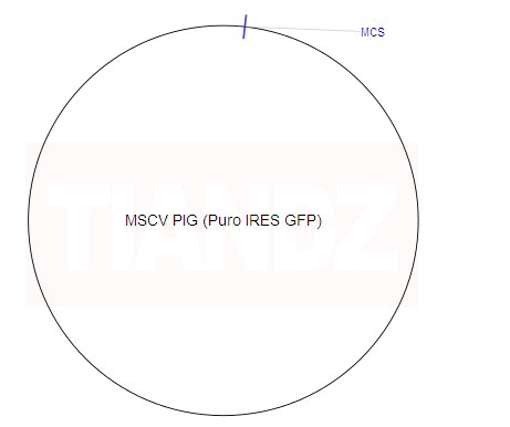 MSCV PIG (Puro IRES GFP)（MSCVPIG）价格,详情介绍-960化工网 – 960化工网