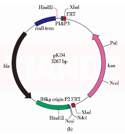 pKD4价格,详情介绍-960化工网 – 960化工网