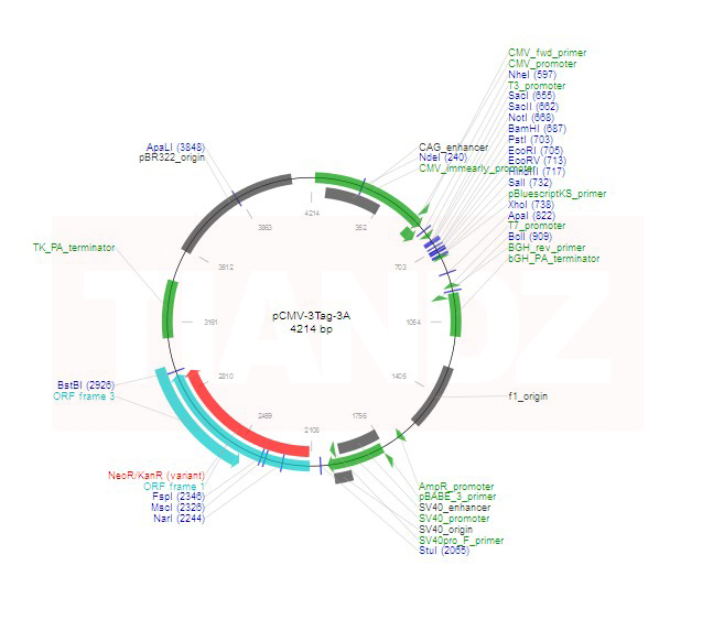 pCMV-3Tag-3A(pCMV3Tag3A) – 天恩泽