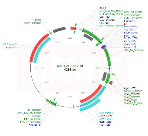 p3xFLAG-CMV-10(p3xFLAGCMV10) – 天恩泽