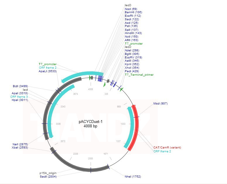 pACYCDuet-1 – 天恩泽