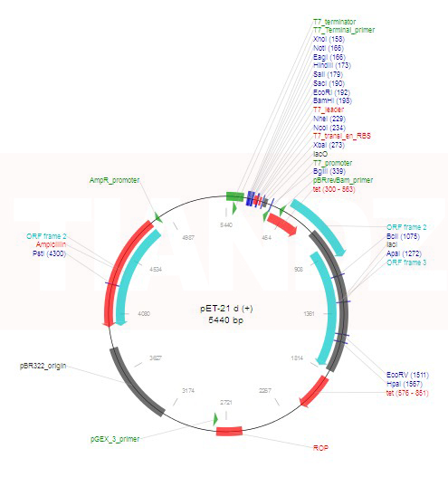 pET-21d(+) – 天恩泽