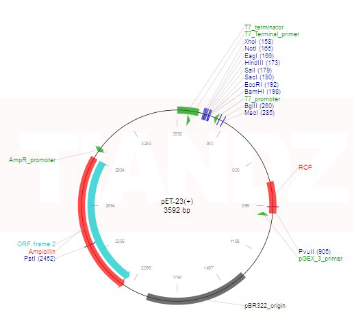 pET-23(+)(pET23)价格,详情介绍-960化工网 – 960化工网