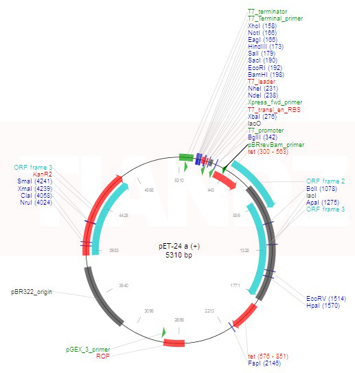 pET-24a(+) – 天恩泽