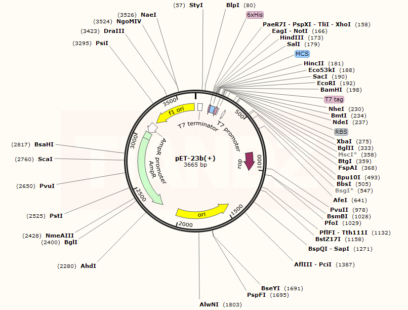 pET-23b(+)价格,详情介绍-960化工网 – 960化工网