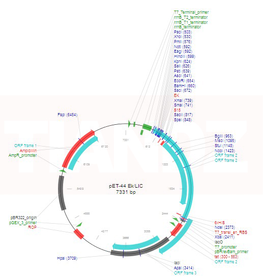 pET-44 Ek/LIC – 天恩泽