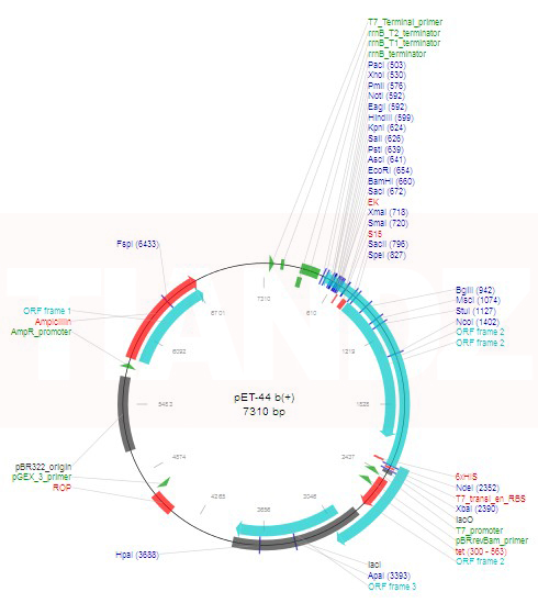 pET-44b(+)(pET44b) – 天恩泽