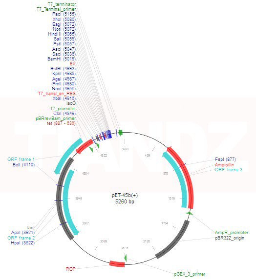 pET-45b(+)价格,详情介绍-960化工网 – 960化工网
