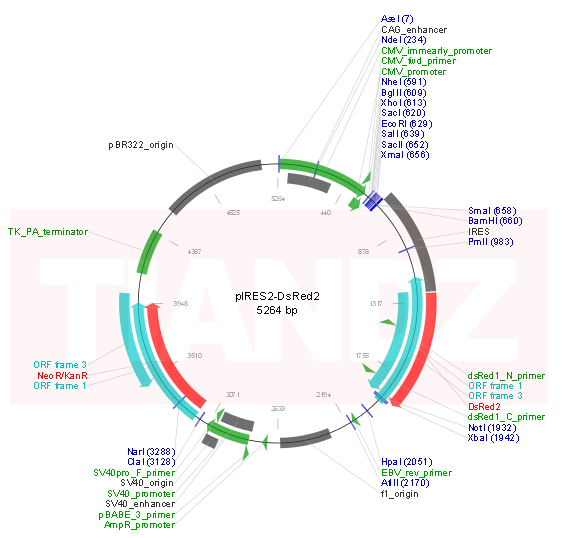 pIRES2-DsRed价格,详情介绍-960化工网 – 960化工网