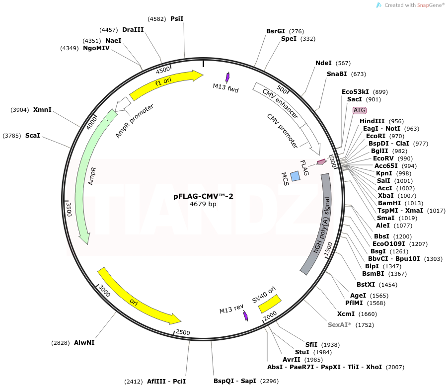 pFLAG-CMV-2 – 天恩泽