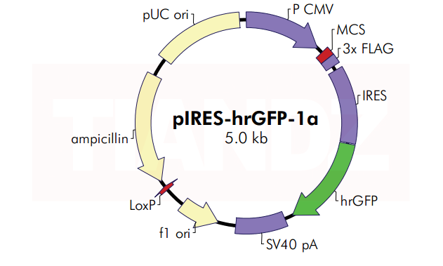pIRES-hrGFP-1a价格,详情介绍-960化工网 – 960化工网