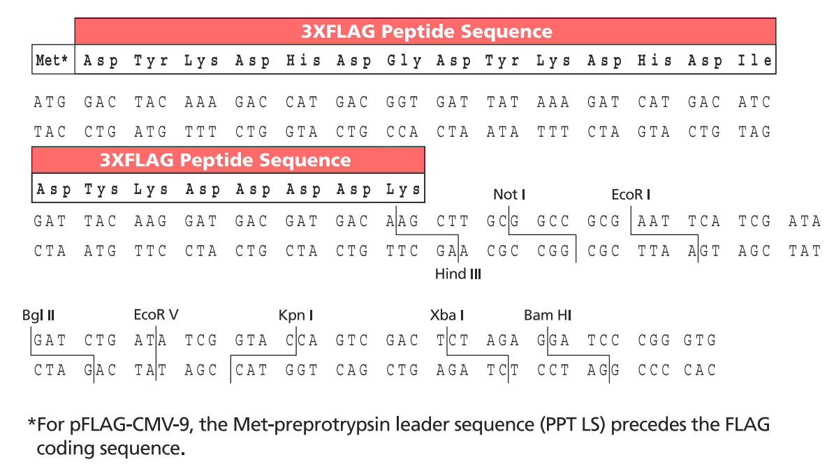 p3×Flag-cmv-10 – 天恩泽