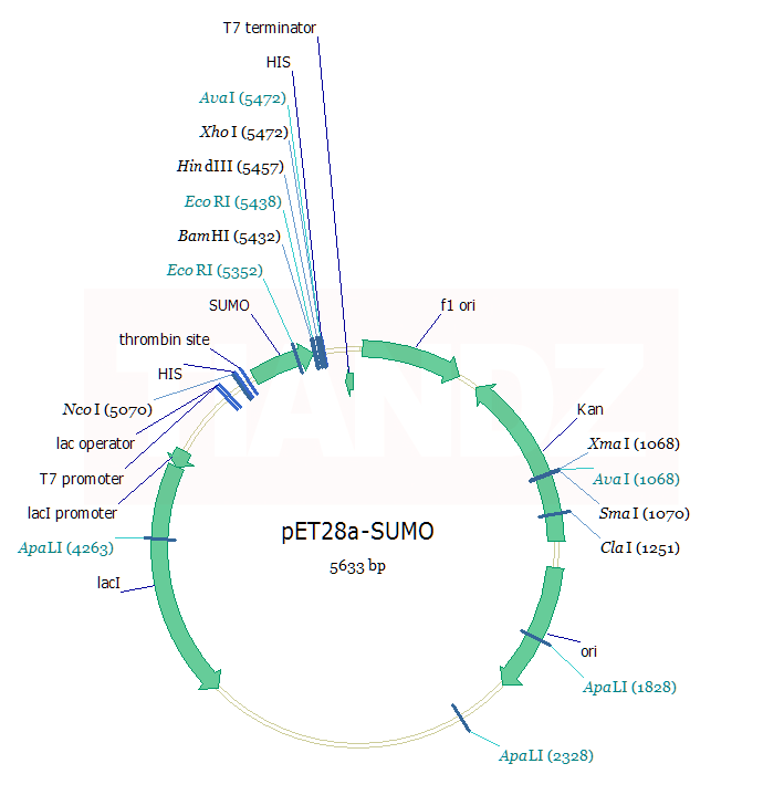 pET28a-SUMO价格_品牌:TIANDZ-丁香通官网