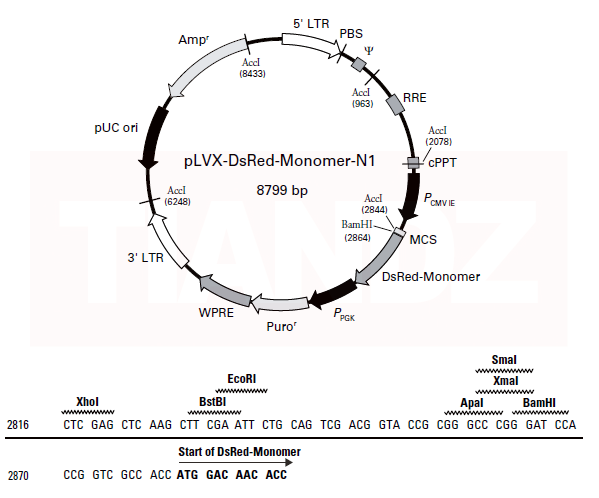 pLVX-DsRed-Monomer-N1价格,详情介绍-960化工网 – 960化工网