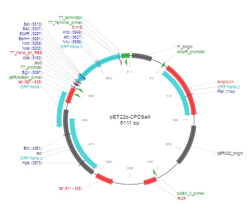 pET22b-CPDSalI – 天恩泽