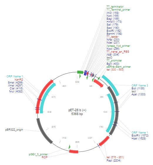 pET-28b(+)价格_品牌:TIANDZ-丁香通官网