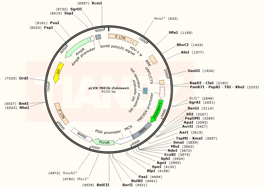 pLVX-TRE3G-ZsGreen1（pLVXTRE3GZsGreen1）价格_品牌:LMAI Bio-丁香通官网