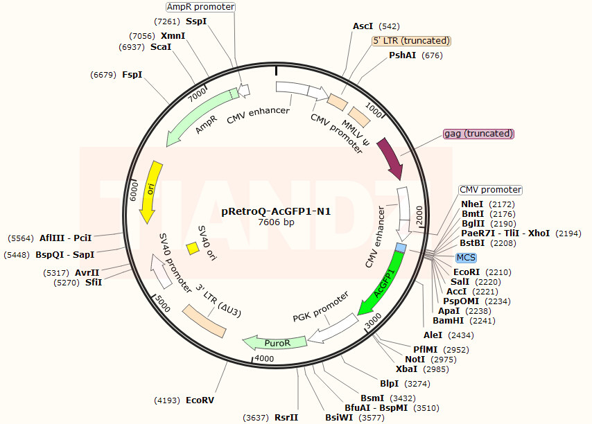 pRetroQ-AcGFP1-N1（pRetroQAcGFP1N1） – 天恩泽