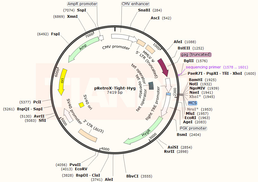 pRetroX-Tight-Hyg（pRetroXTightHyg）价格,详情介绍-960化工网 – 960化工网