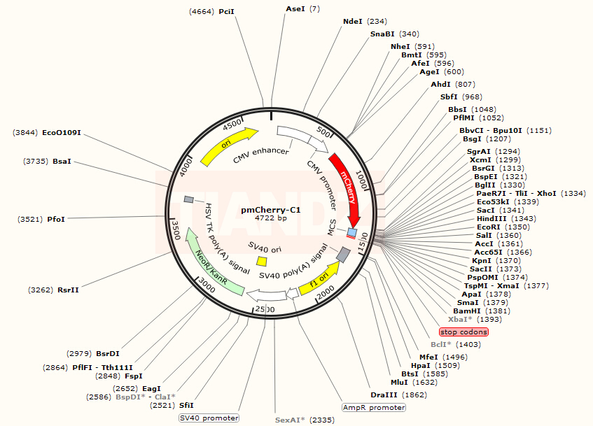 pmCherry-C1价格,详情介绍-960化工网 – 960化工网